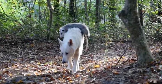 A Dog Adopts an Opossum and Forms a Lifelong Friendship - Happify Daily