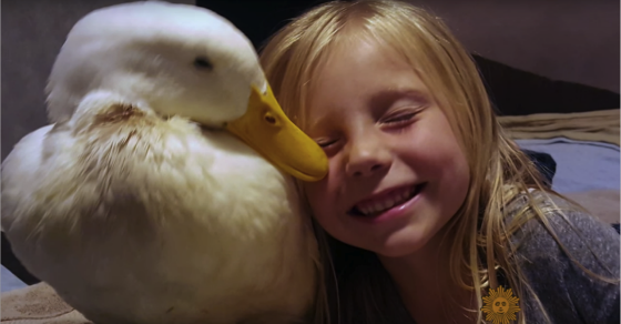 This Little Girl’s Bond with a Duck Is the Sweetest Story on the ...