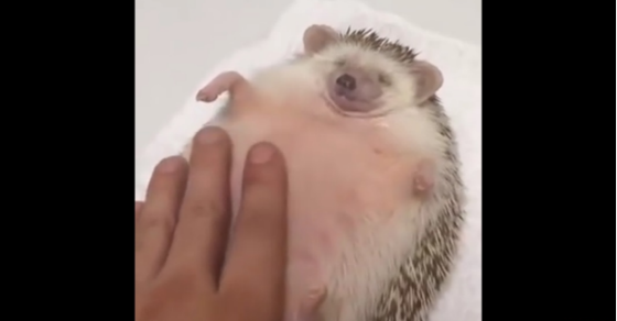 hedgehogbelly1.png