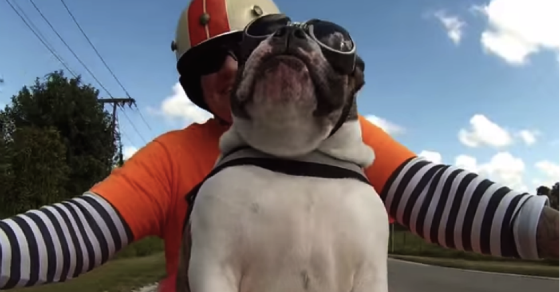 Watch This Bulldog Not Only Ride a Motorcycle…but Wave to His Fellow ...