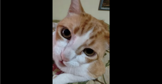 You Won’t Believe How This Cat Sings Along to “If You're Happy and You ...